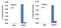EZ-Magna Nuclear RIP™ (Cross-Linked)Nuclear RNA-Binding Protein ...